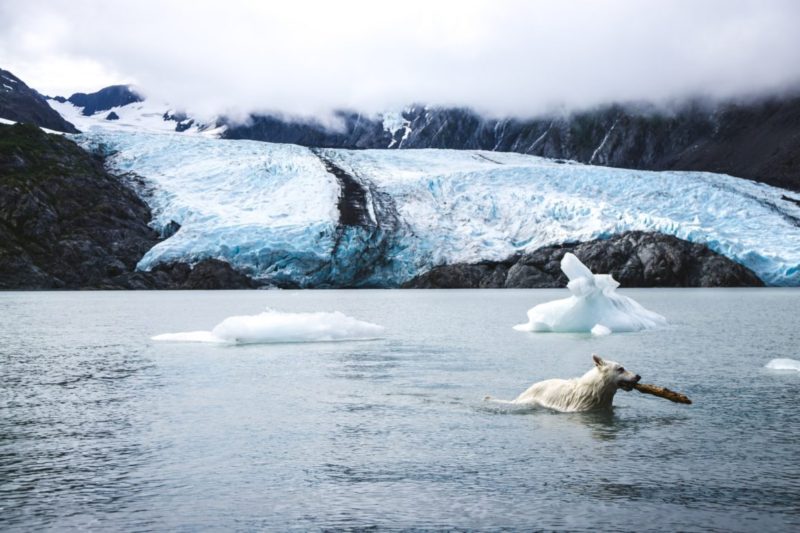 Working With The Wordpress Http Api Wpshout